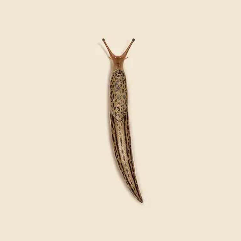 Slug Pest Control Treatment and Removal Services