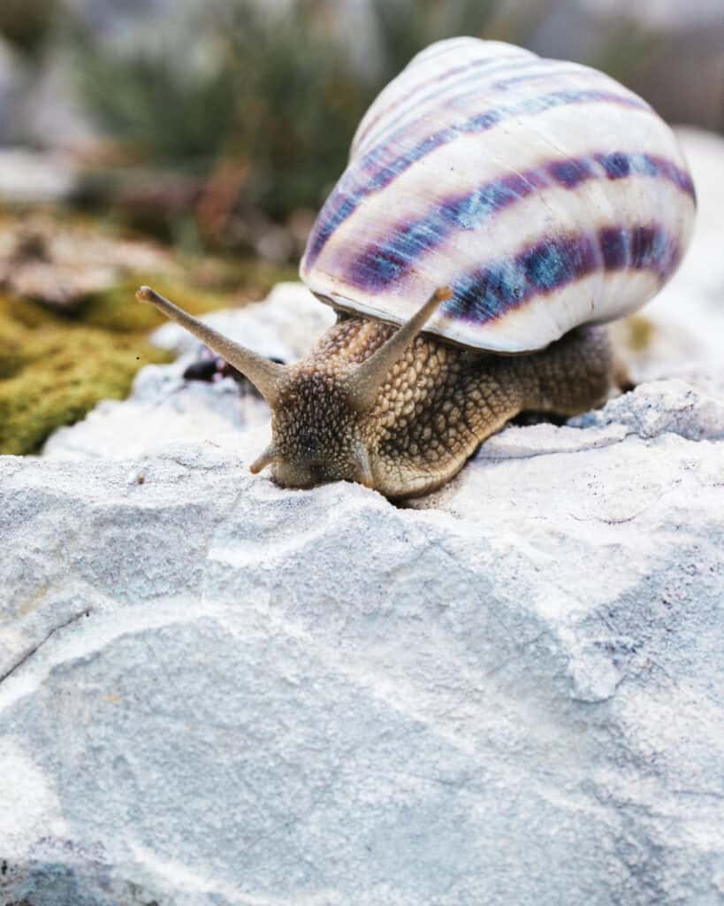 Snail - Hearts Pest Management