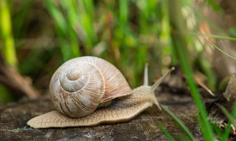 Snail - Hearts Pest Management