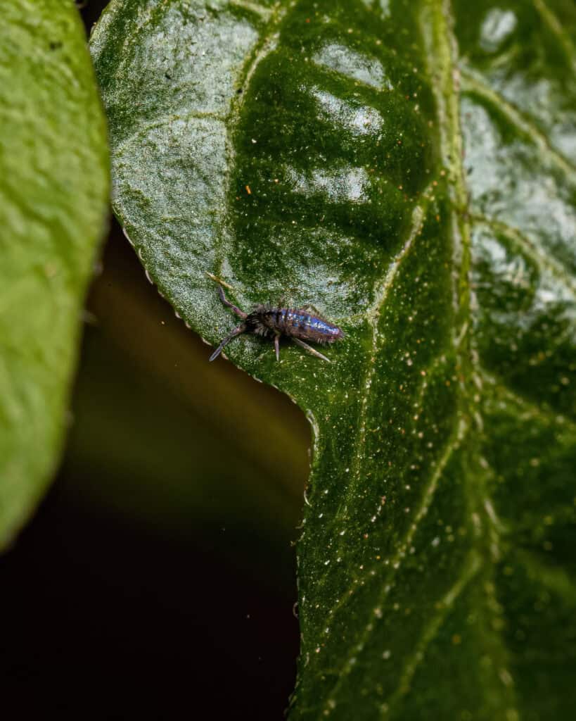 Springtail - Hearts Pest Management