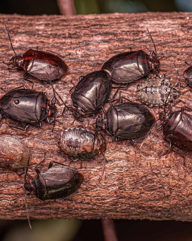 Stink Bug - Hearts Pest Management