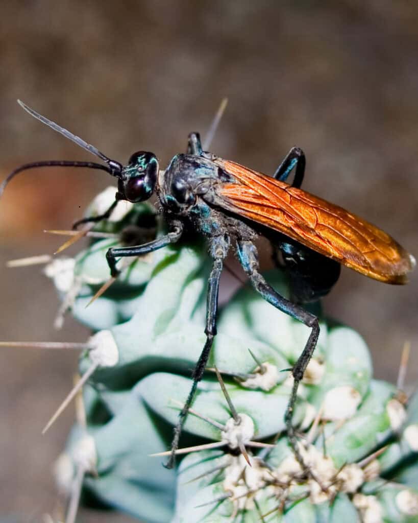 Tarantula Hawk Wasp - Hearts Pest Management