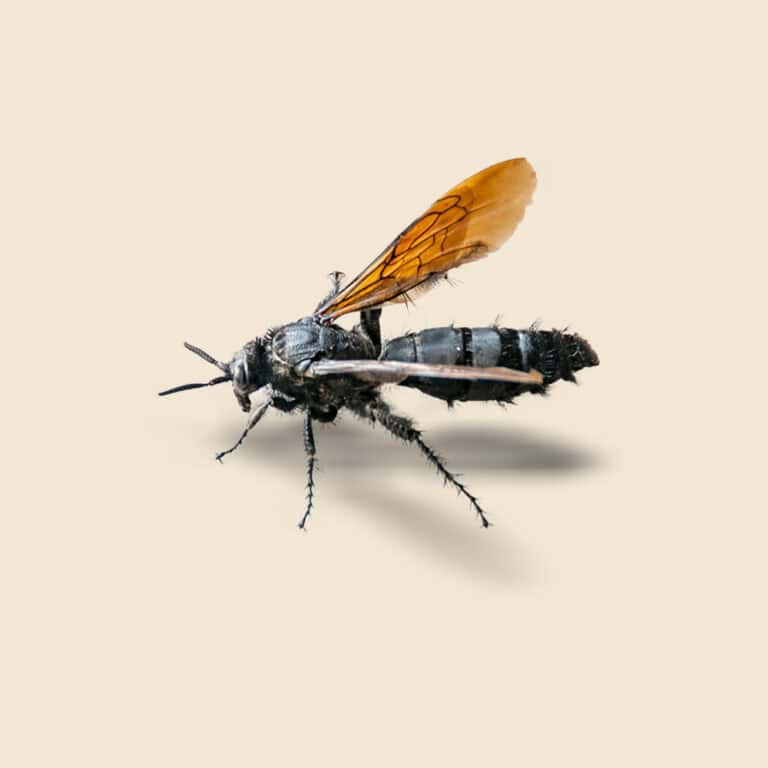 Tarantula Hawk Wasp - Hearts Pest Management