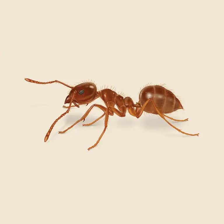 Tawny Crazy Ant - Hearts Pest Management