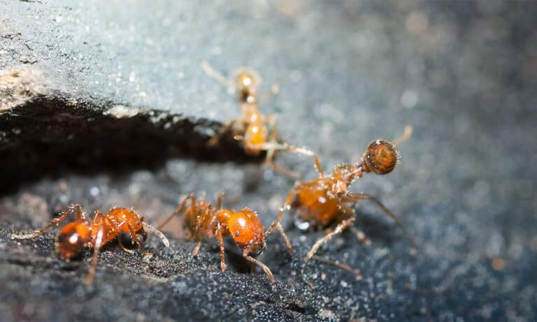 Thief Ant - Hearts Pest Management