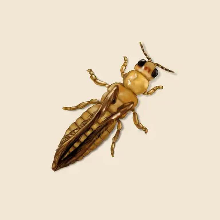 Thrips Control - Facts, Identification, & How to Remove