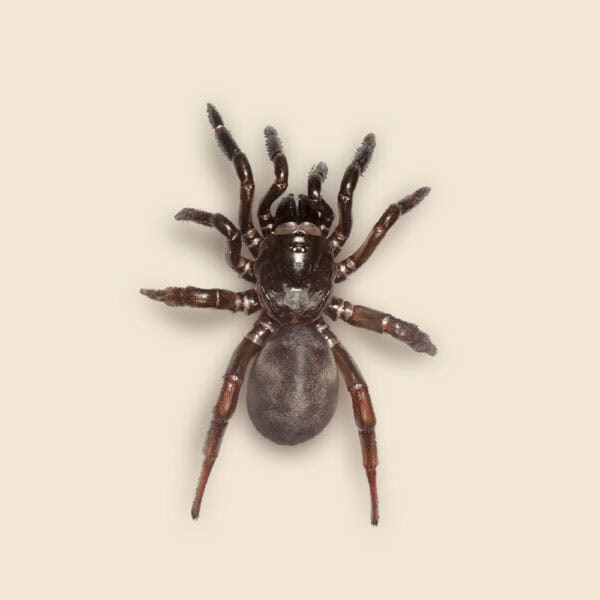 Trapdoor Spider - Hearts Pest Management