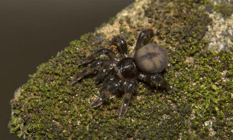 Trapdoor Spider - Hearts Pest Management