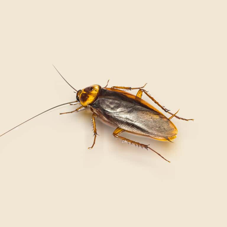 Turkestan Cockroach - Hearts Pest Management