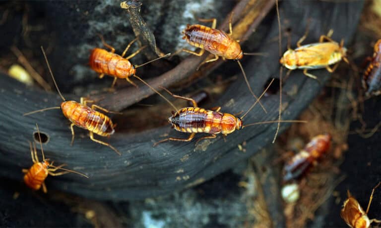 Turkestan Cockroach - Hearts Pest Management