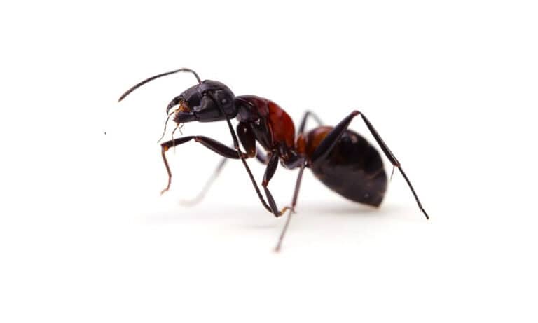 Velvety Tree Ant - Hearts Pest Management
