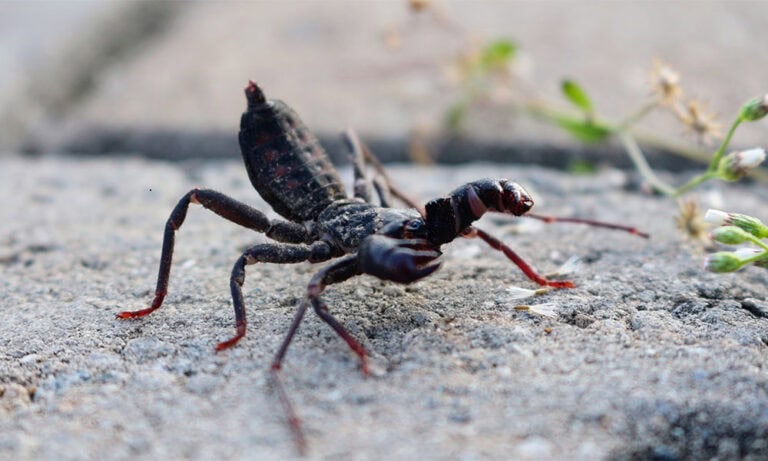 Vinegaroon Scorpion - Hearts Pest Management