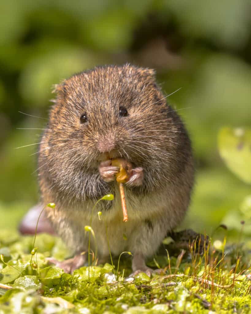 Vole - Hearts Pest Management