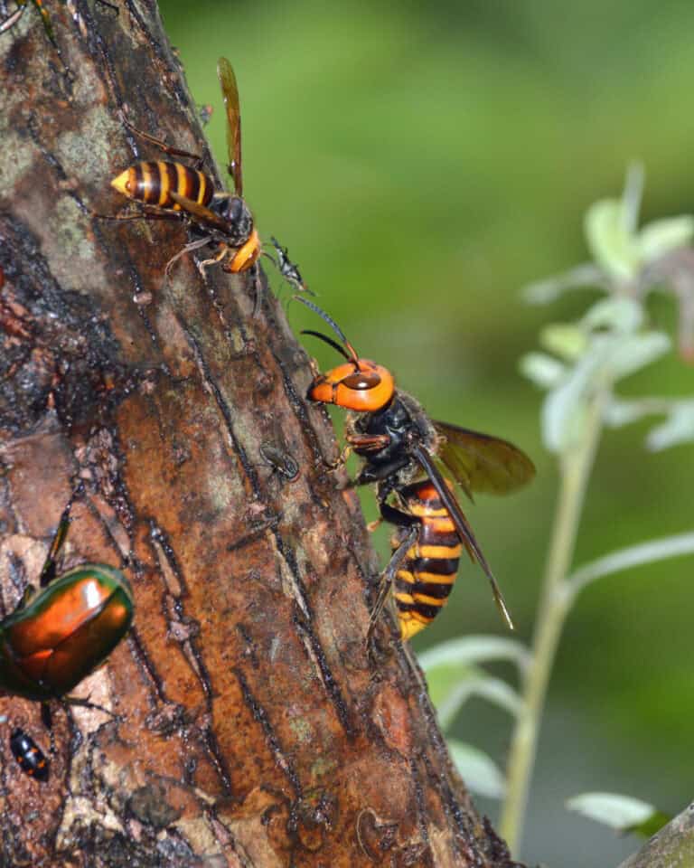 Wasp Pest Control Treatment and Removal Services