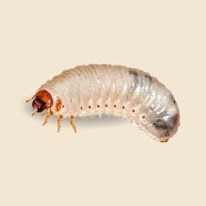 White Grubs Control - Facts, Identification, & How to Remove
