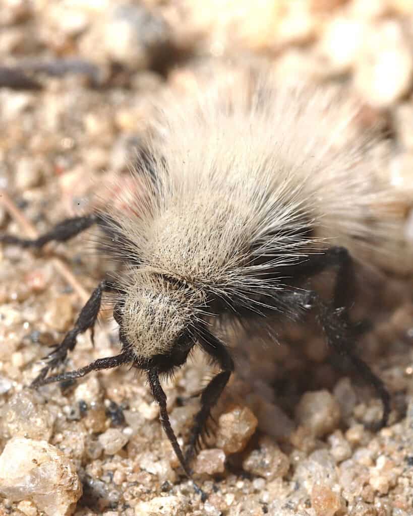 White Velvet Ant - Hearts Pest Management