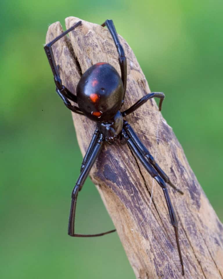 Widow Spider - Hearts Pest Management