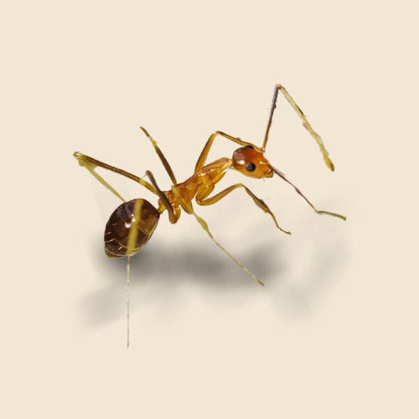 Yellow Crazy Ant - Hearts Pest Management