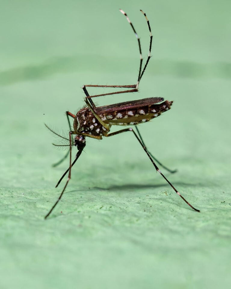 Yellow Fever Mosquitoes Control - Facts, Identification, & How to Remove