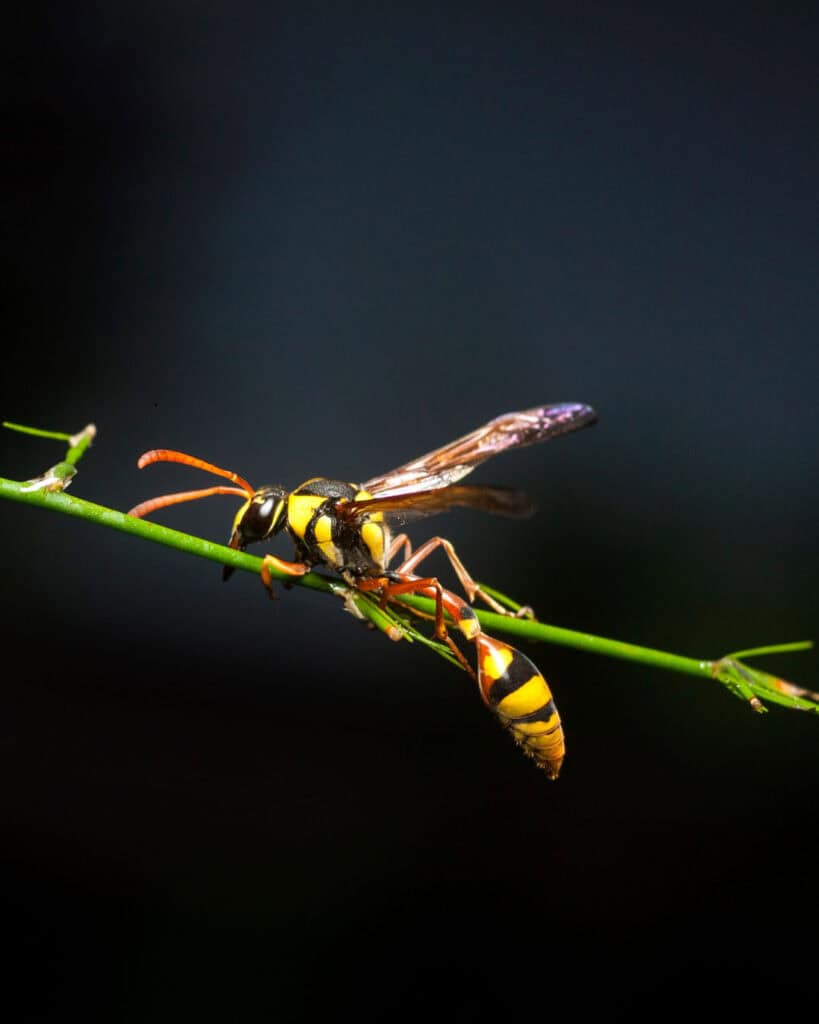 Yellowjacket Control - Facts, Identification, & How to Remove